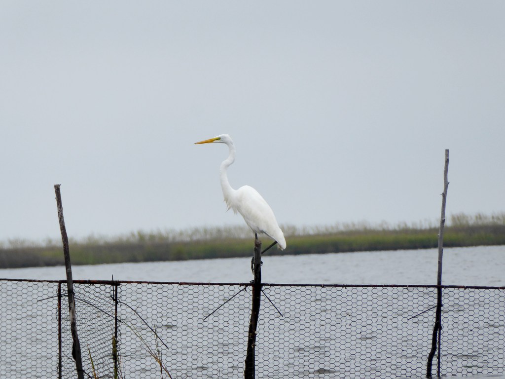 Janes Island – Northern Loop – Kayaking Delmarva