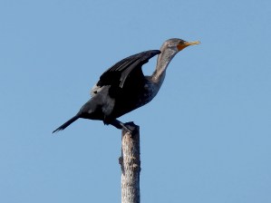Messongo Creek and Saxis, VA – Kayaking Delmarva
