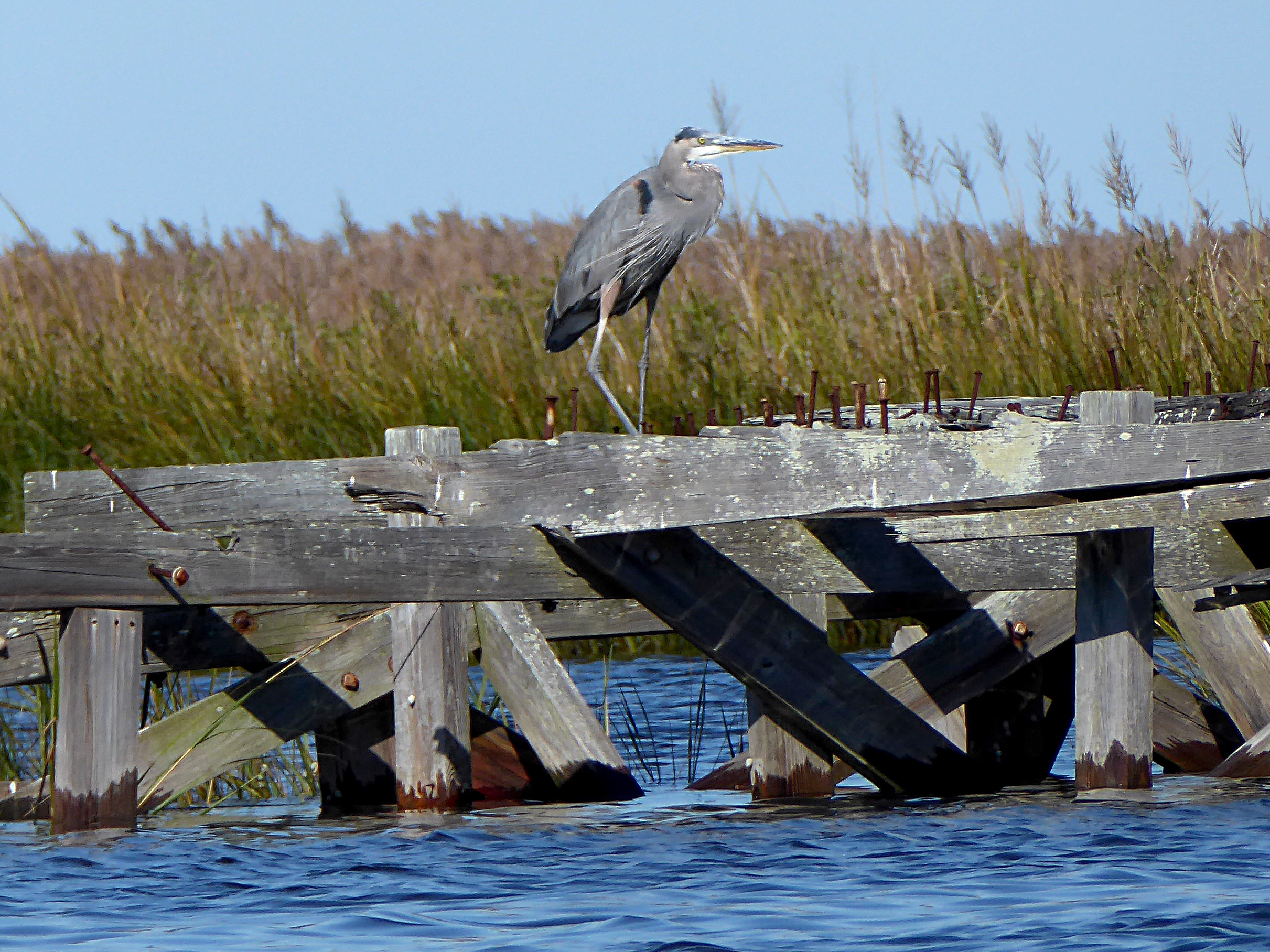 Messongo Creek and Saxis, VA – Kayaking Delmarva