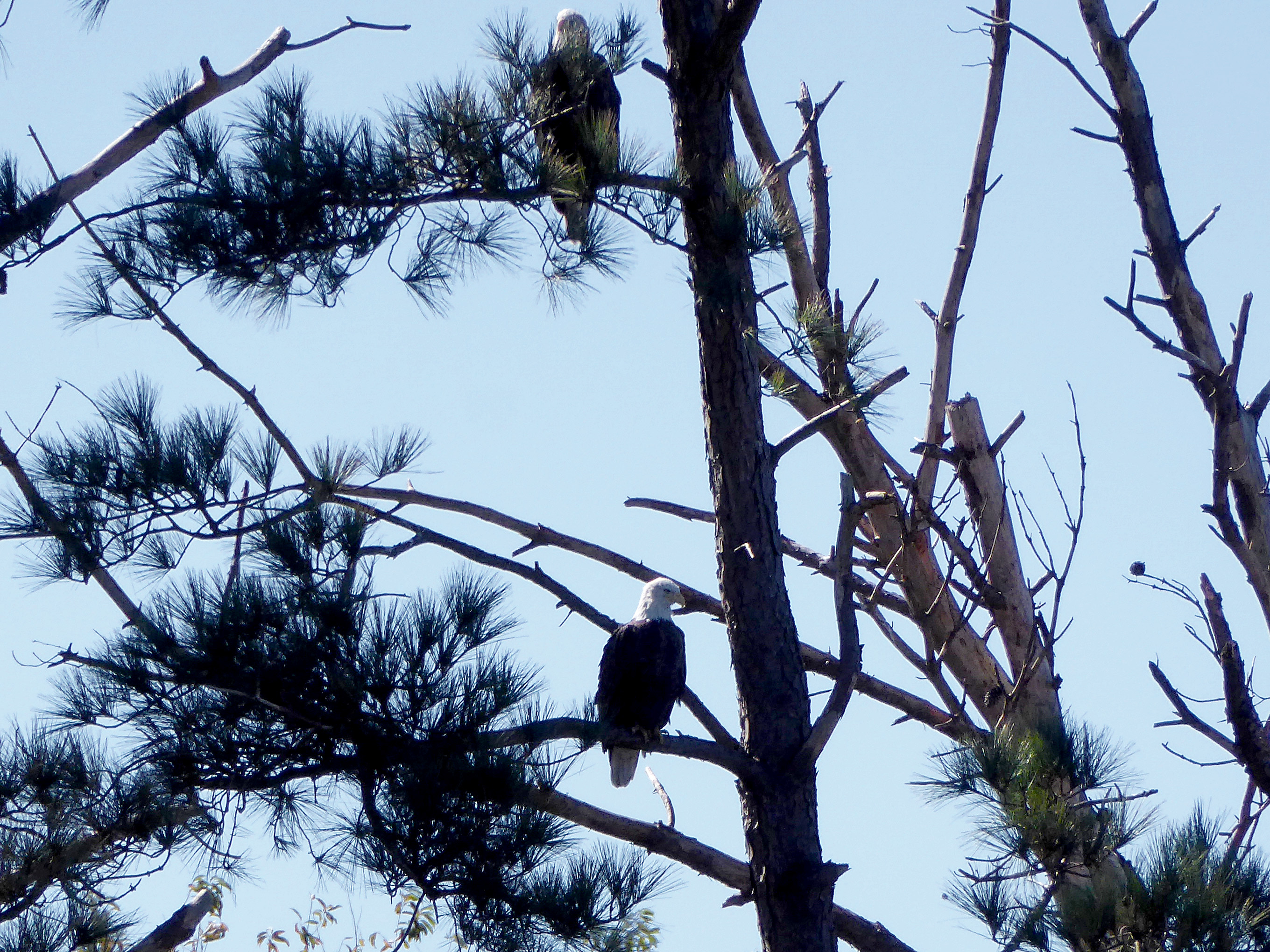 Messongo Creek and Saxis, VA – Kayaking Delmarva