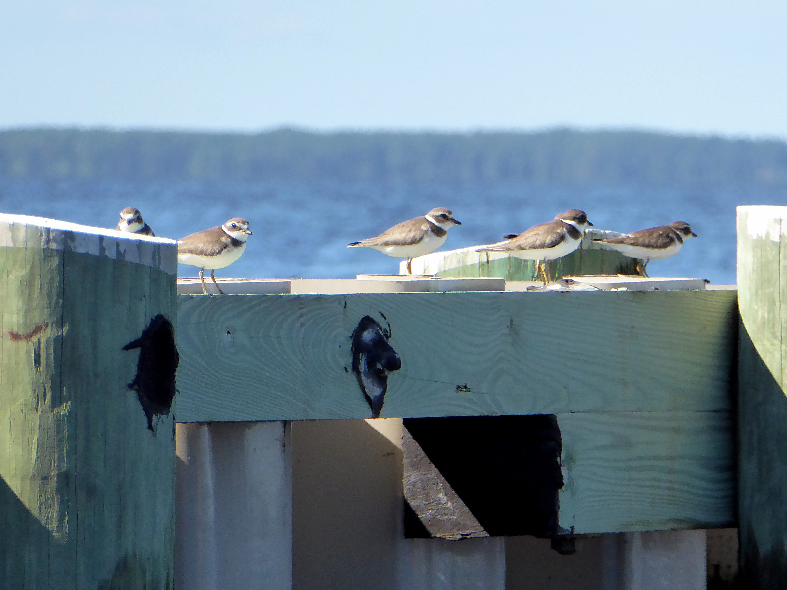 Messongo Creek and Saxis, VA – Kayaking Delmarva