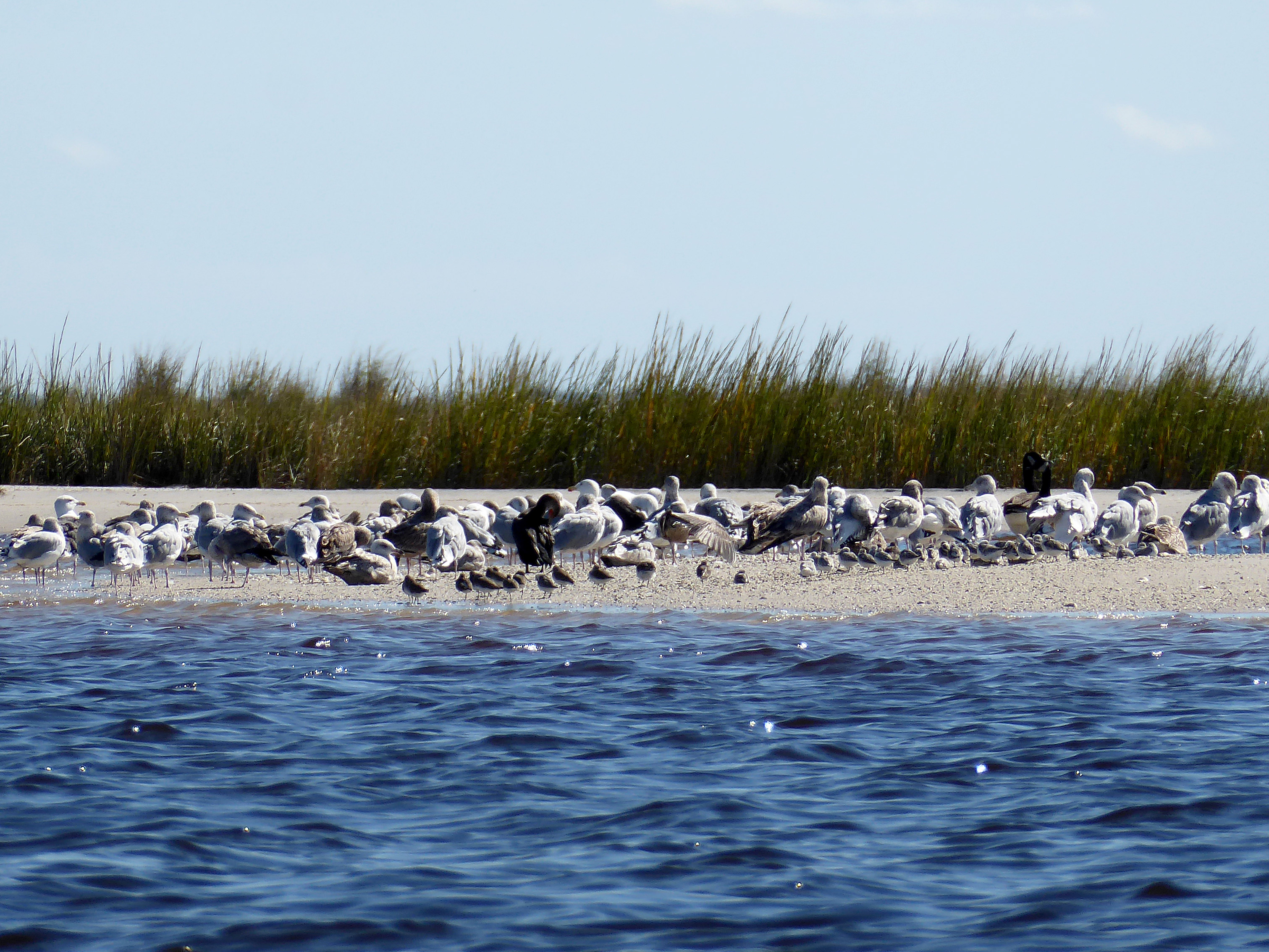 Messongo Creek and Saxis, VA – Kayaking Delmarva
