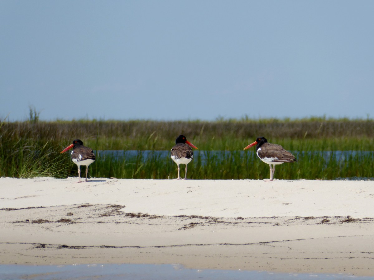 Janes Island State Park Southern Loop – Kayaking Delmarva