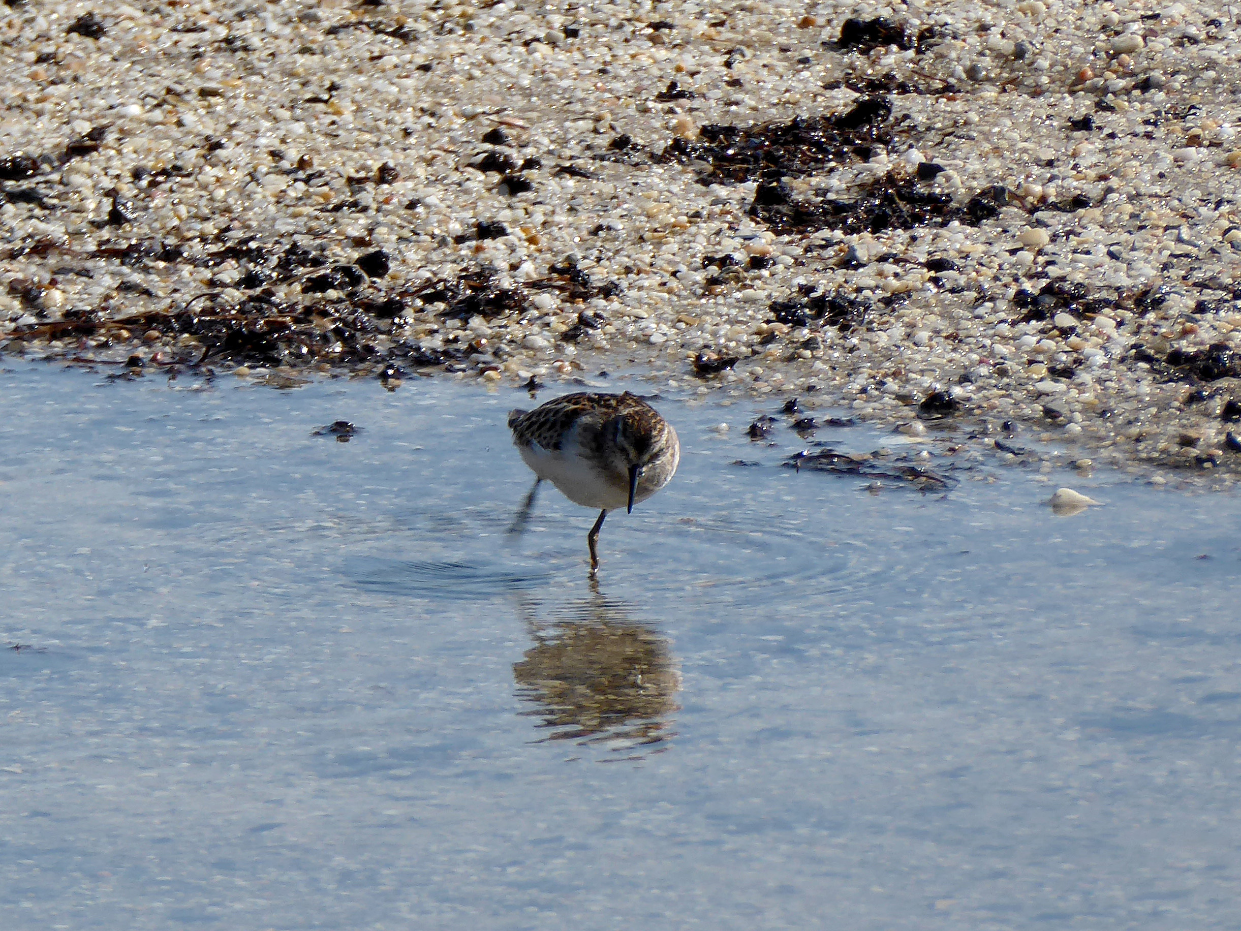 Janes Island State Park Southern Loop – Kayaking Delmarva