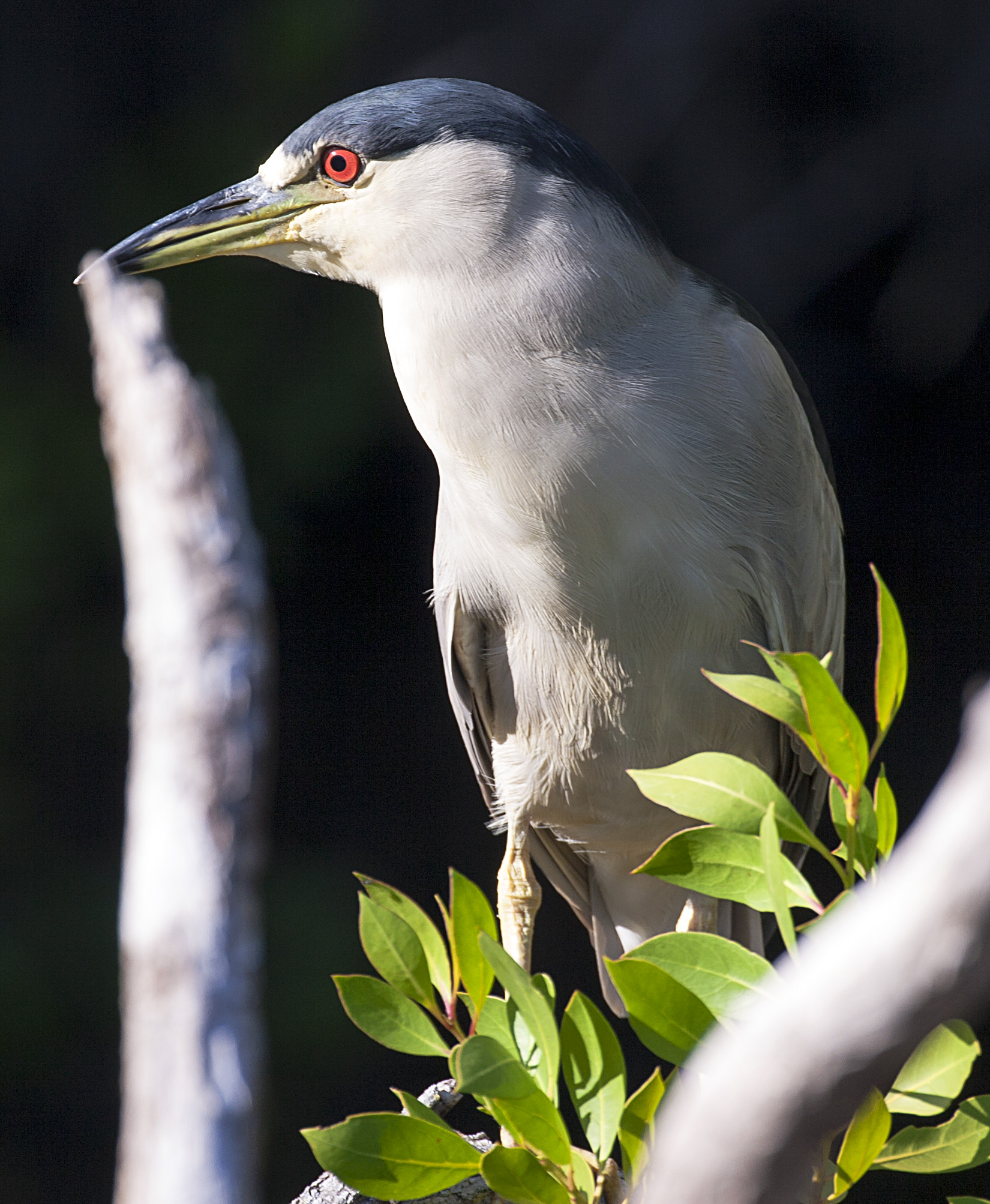 Birds of Southwest Florida – Kayaking Delmarva