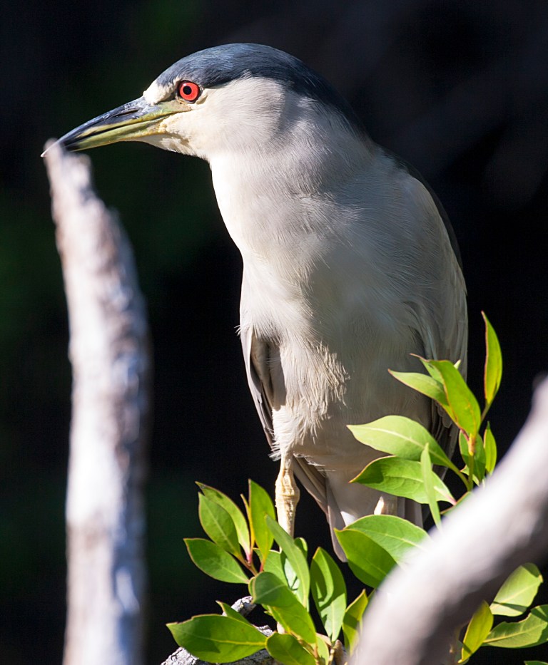 Birds of Southwest Florida – Kayaking Delmarva