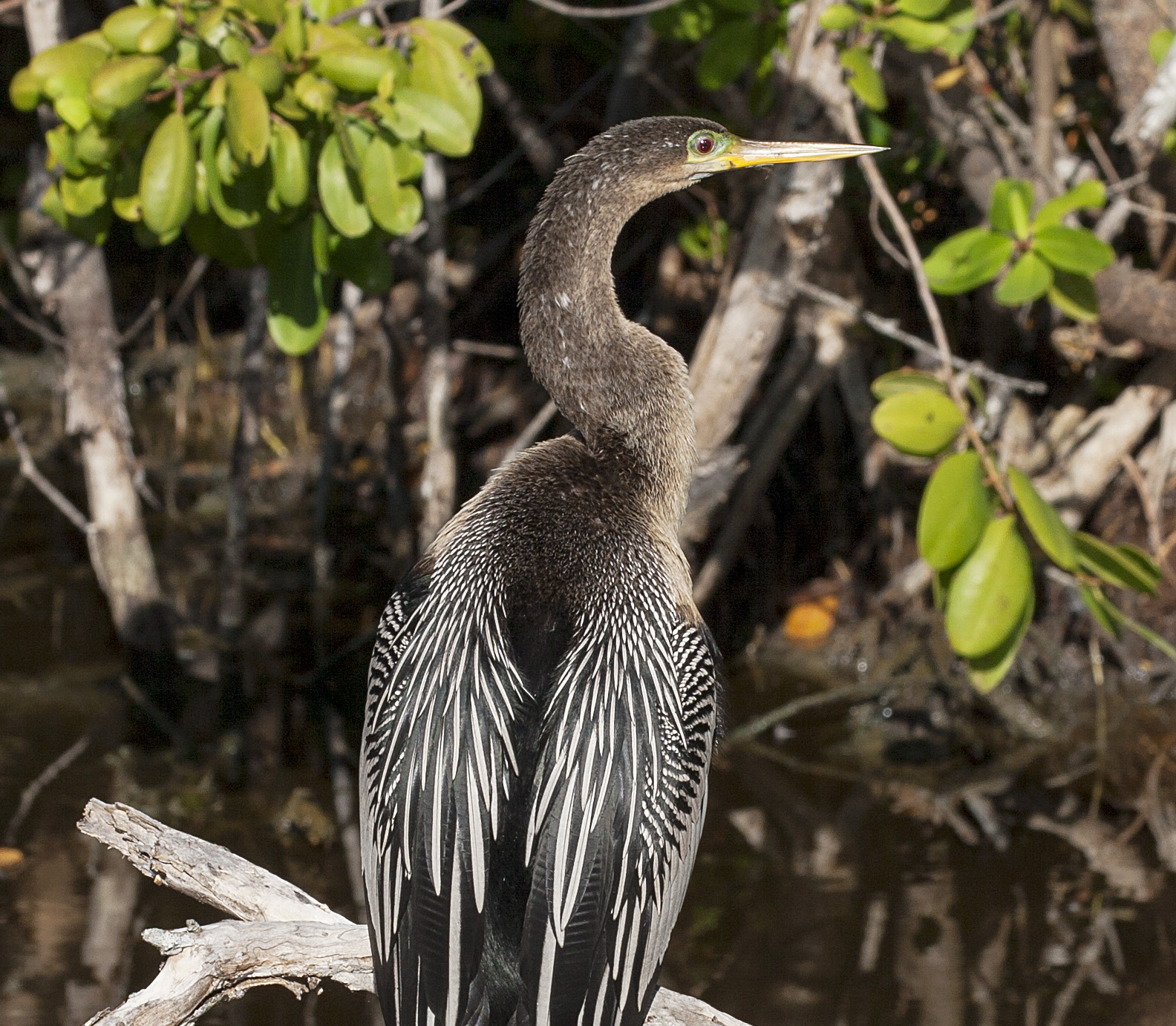 Birds of Southwest Florida – Kayaking Delmarva