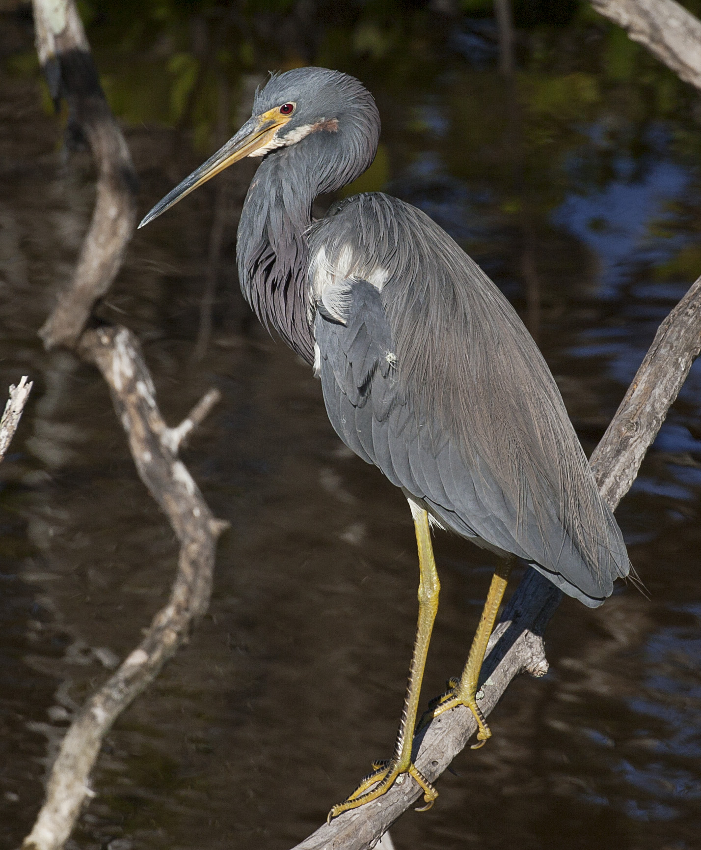 Birds of Southwest Florida – Kayaking Delmarva