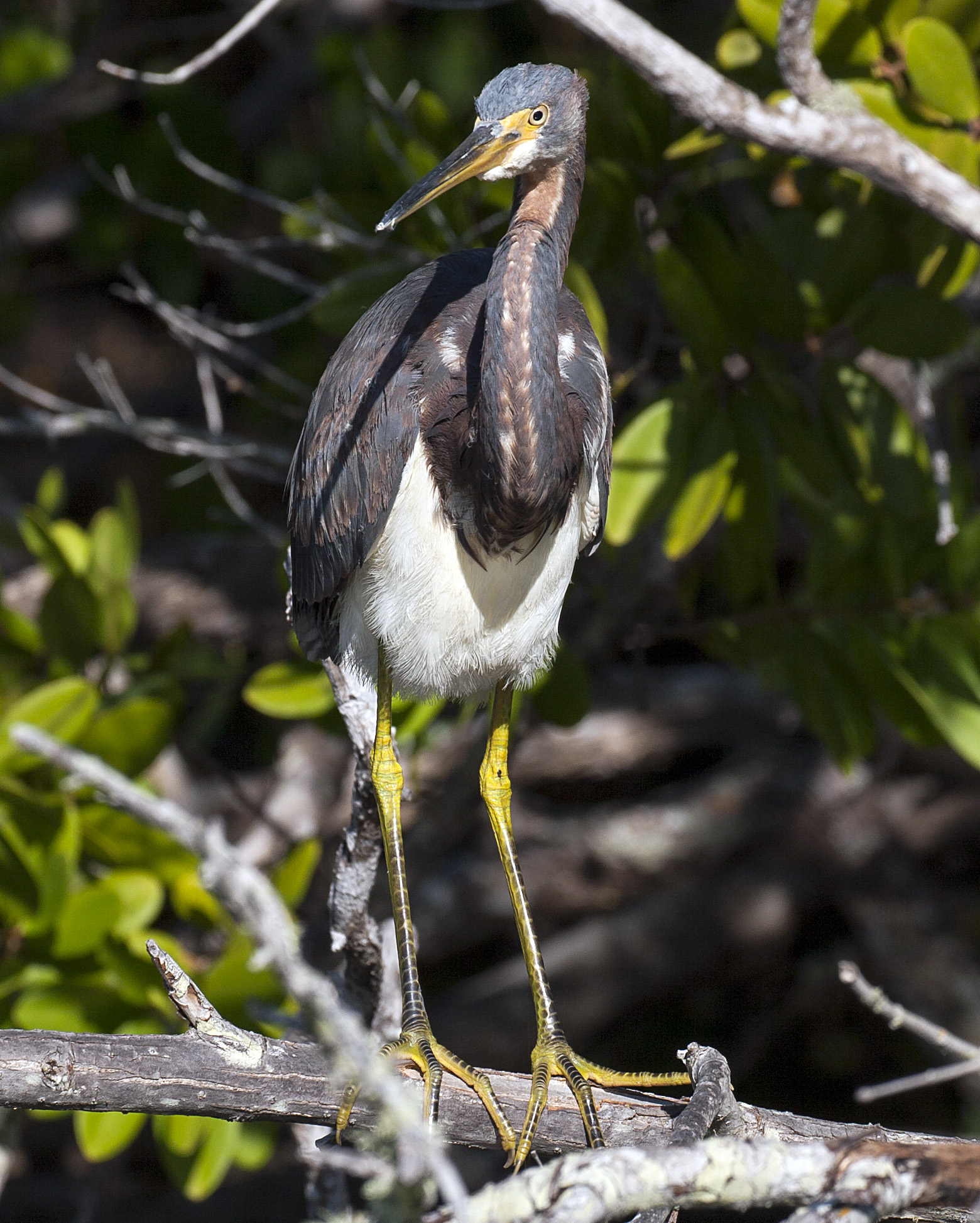 Birds of Southwest Florida – Kayaking Delmarva