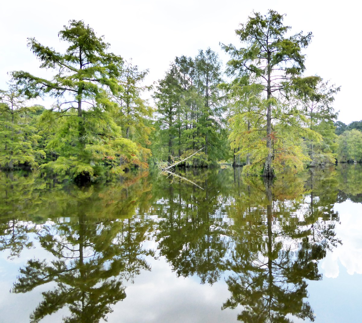 Paddleboarding at Trap Pond – Kayaking Delmarva
