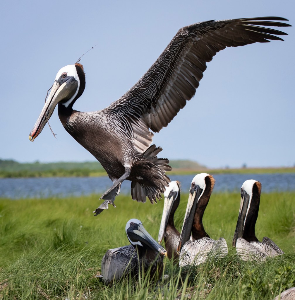 Brown Pelican Nesting Site on Smith Island – Kayaking Delmarva