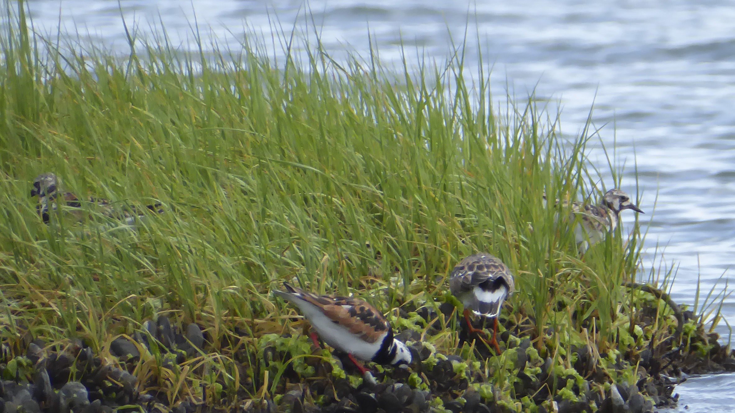 The Beaches of Tizzard Island – Kayaking Delmarva