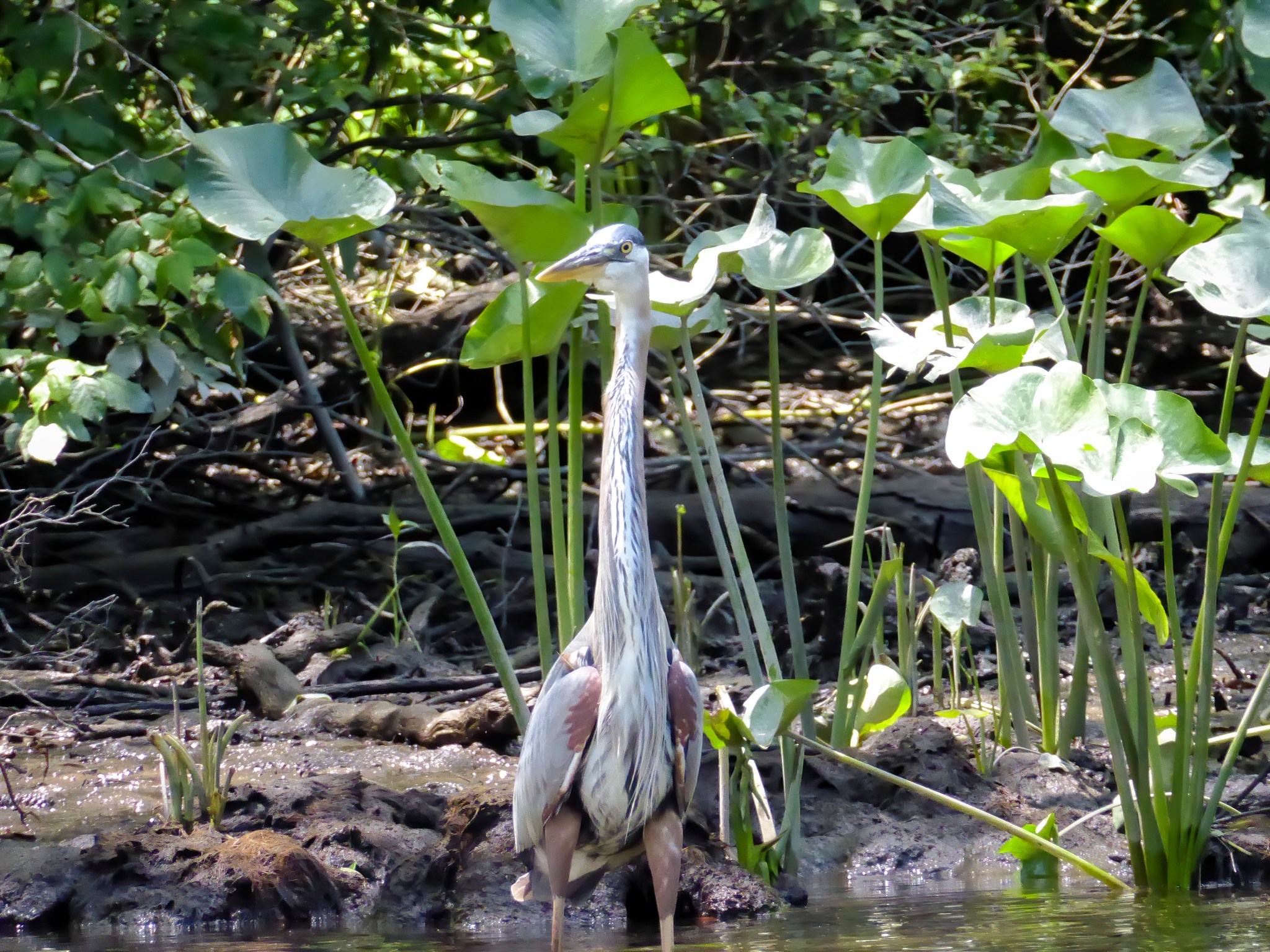 Return to Broadkill River – Kayaking Delmarva