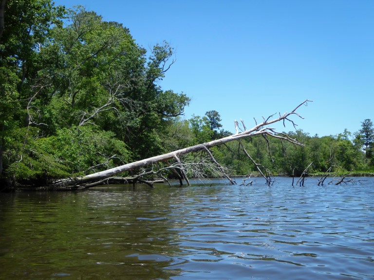 Return to Broadkill River – Kayaking Delmarva