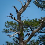 Return to Broadkill River – Kayaking Delmarva