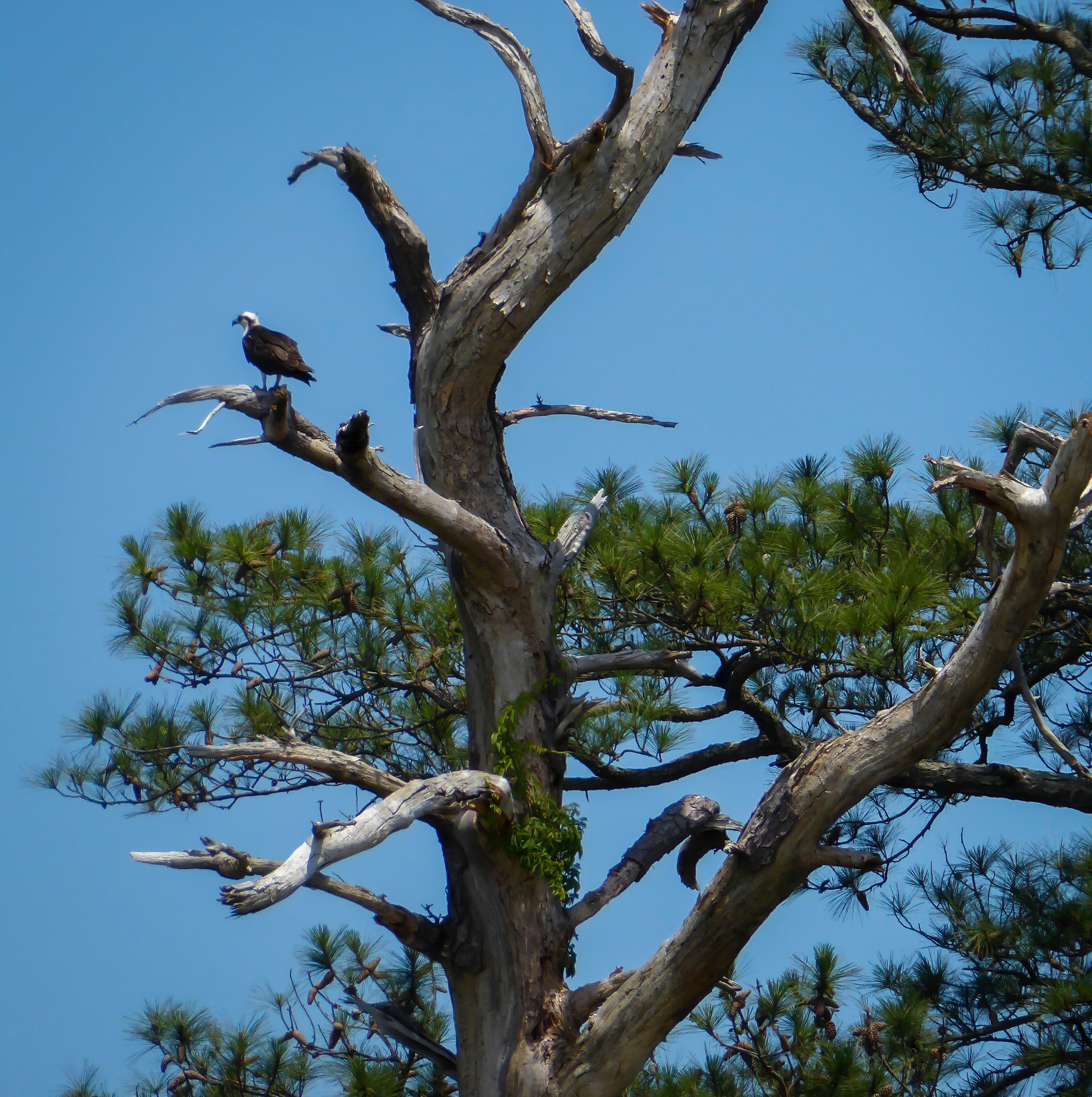 Return to Broadkill River – Kayaking Delmarva