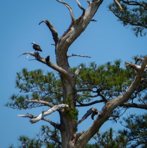 Return to Broadkill River – Kayaking Delmarva