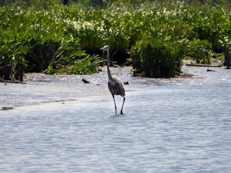 Return to Broadkill River – Kayaking Delmarva