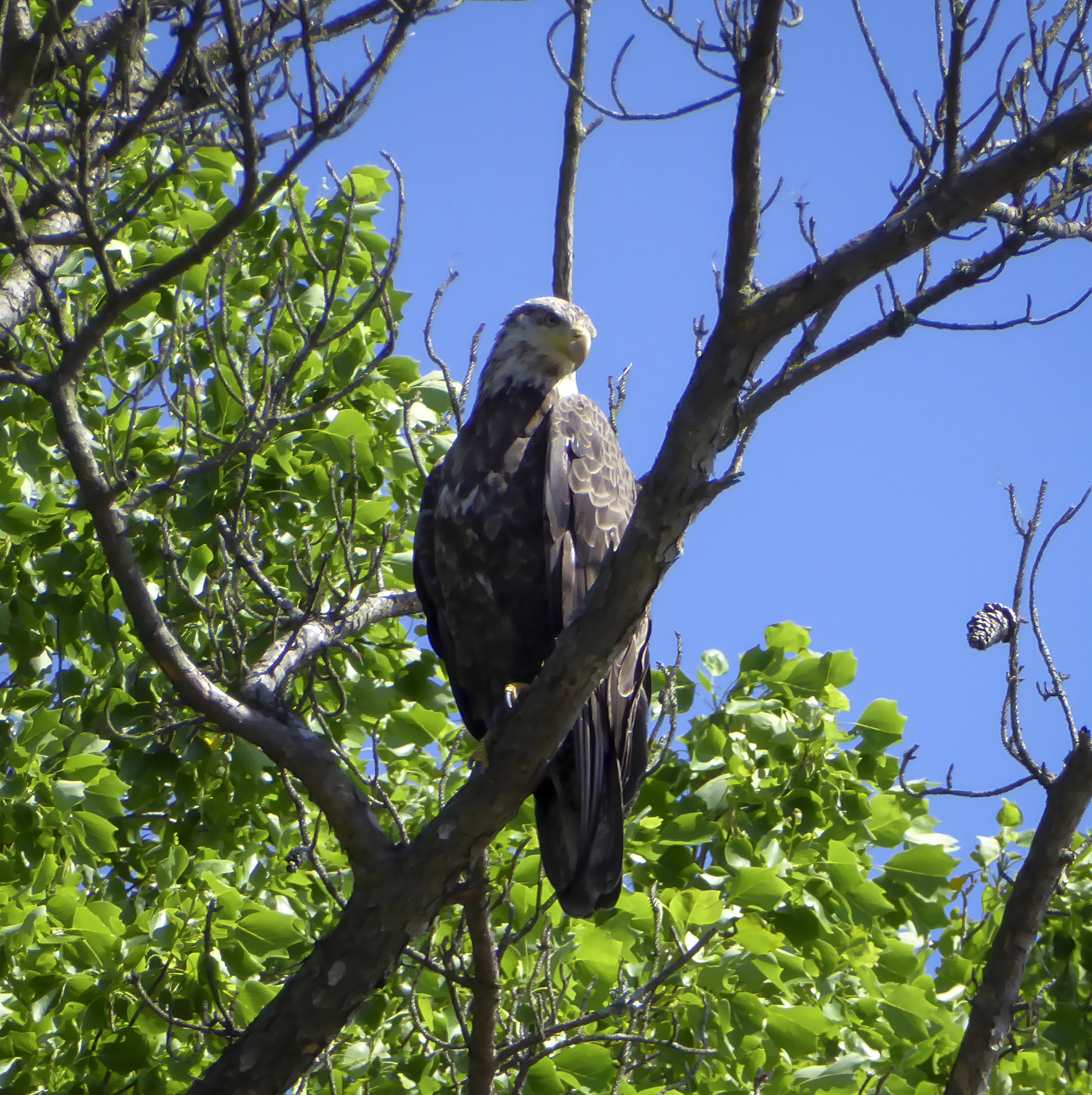Return to Broadkill River – Kayaking Delmarva