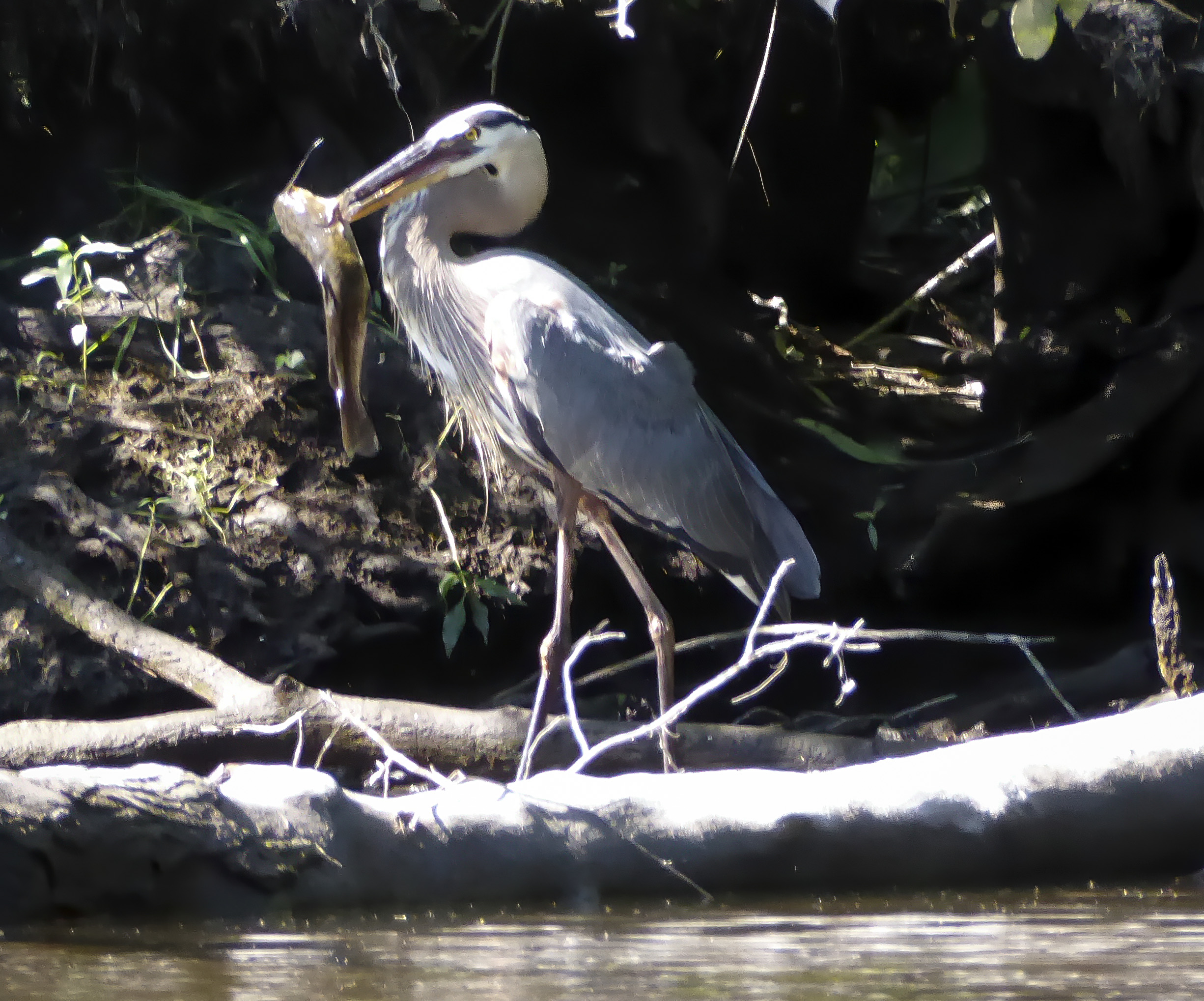 Return to Broadkill River – Kayaking Delmarva