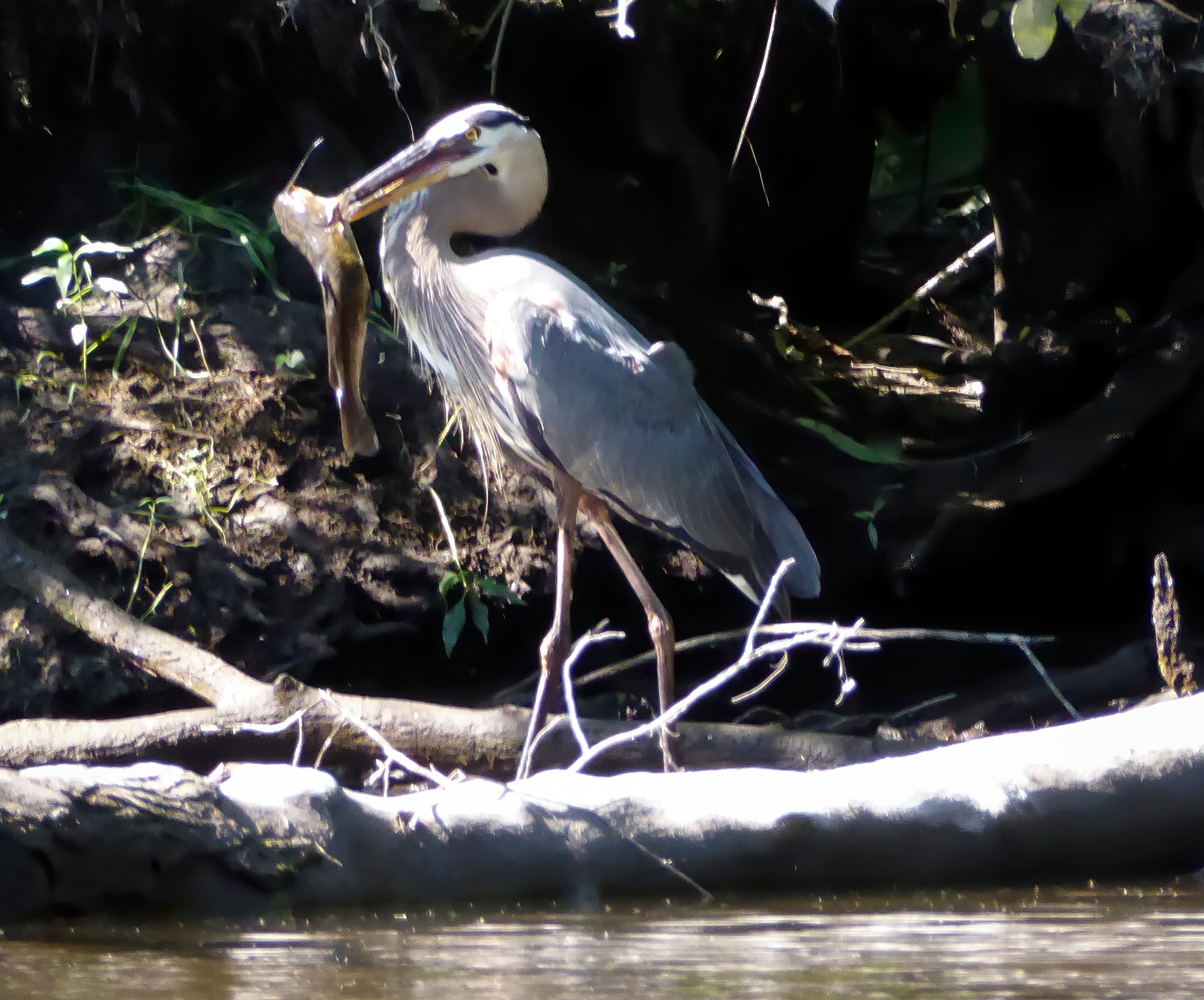 Return to Broadkill River – Kayaking Delmarva