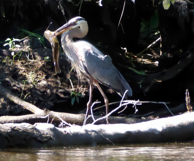 Return to Broadkill River – Kayaking Delmarva