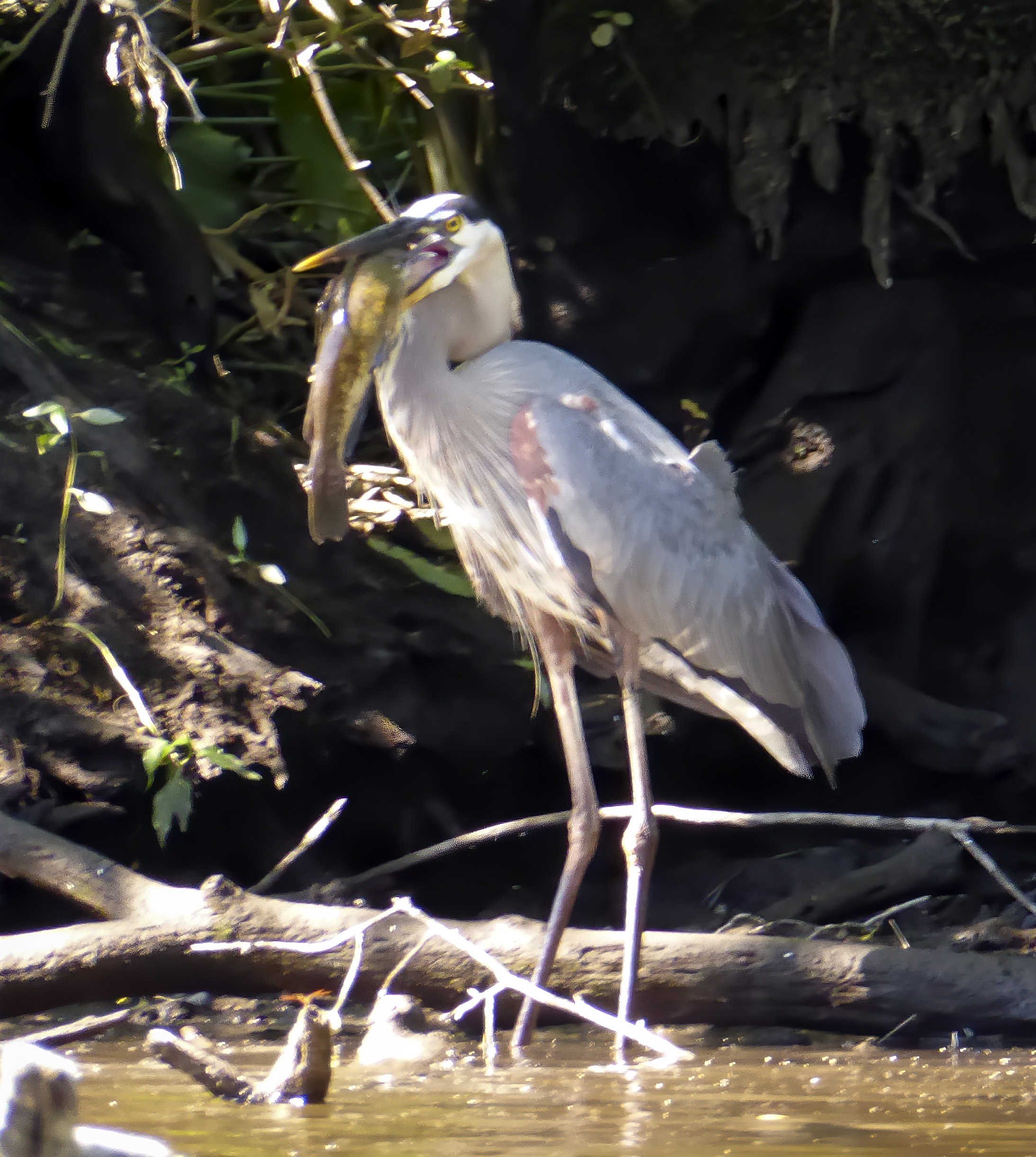 Return to Broadkill River – Kayaking Delmarva
