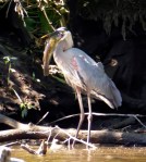 Return to Broadkill River – Kayaking Delmarva