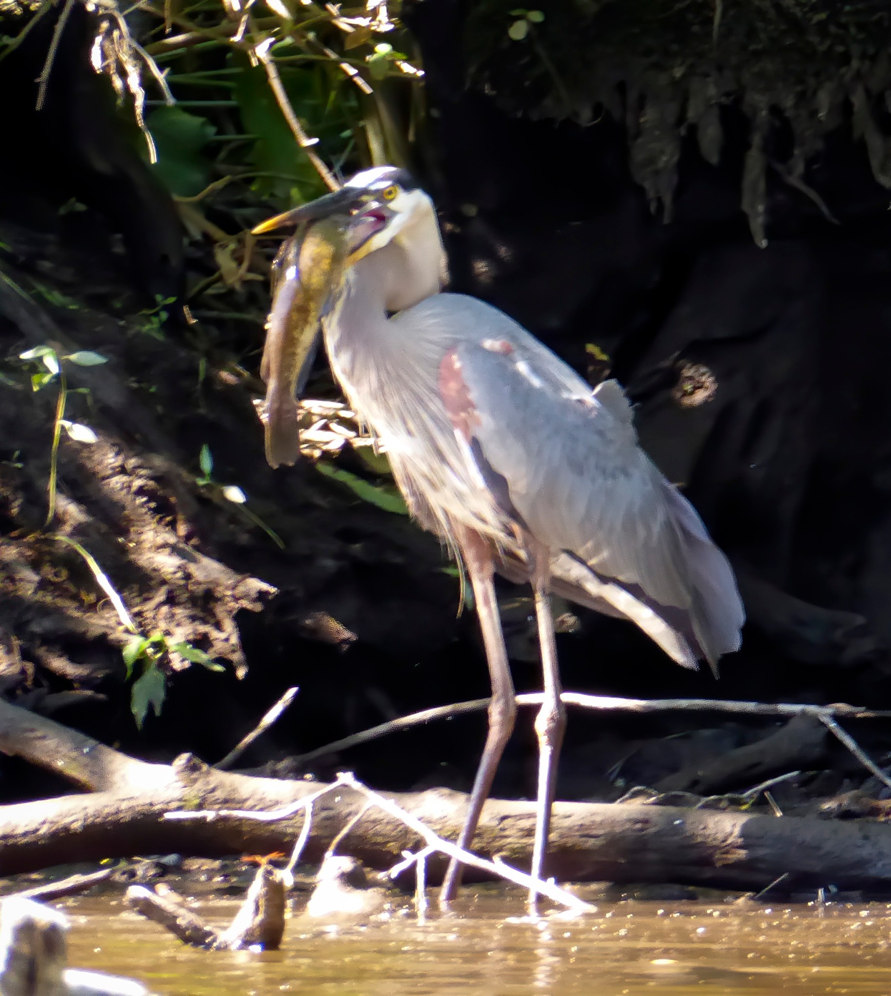 Return to Broadkill River – Kayaking Delmarva